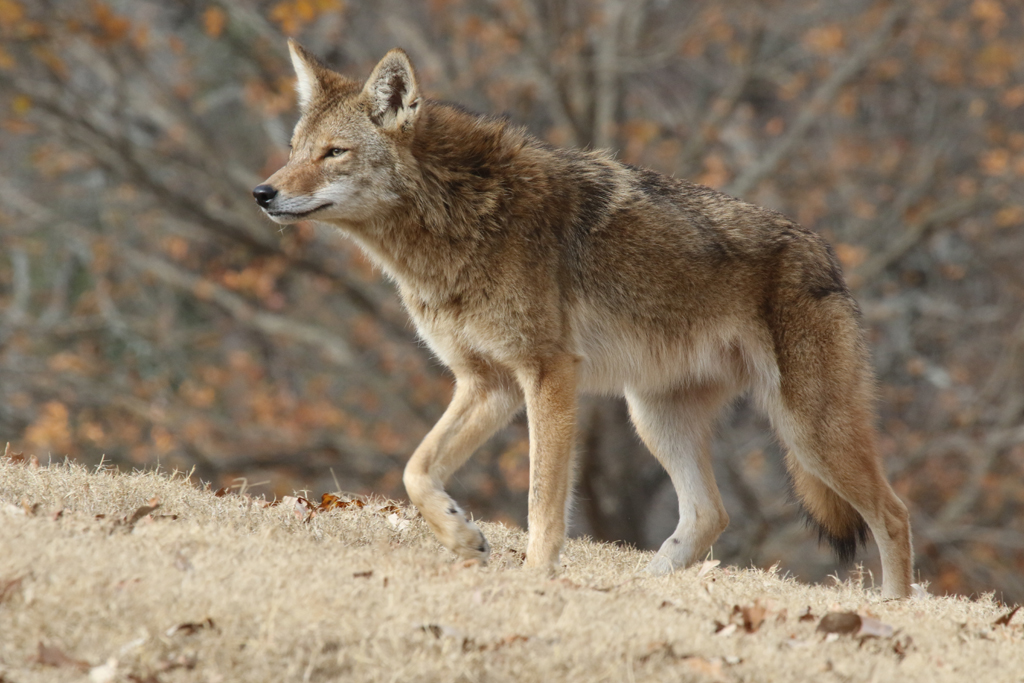 Coexist with Coyotes - Zoo Atlanta