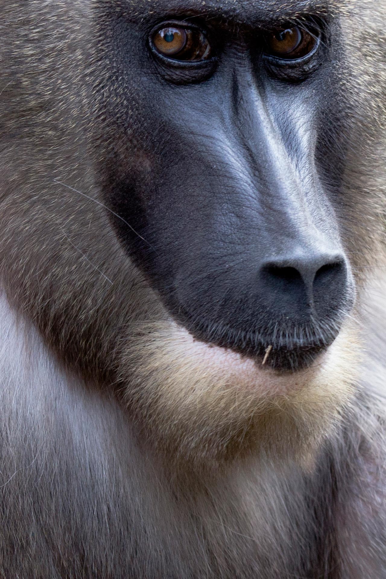 Introducing Inge to a new group - Zoo Atlanta