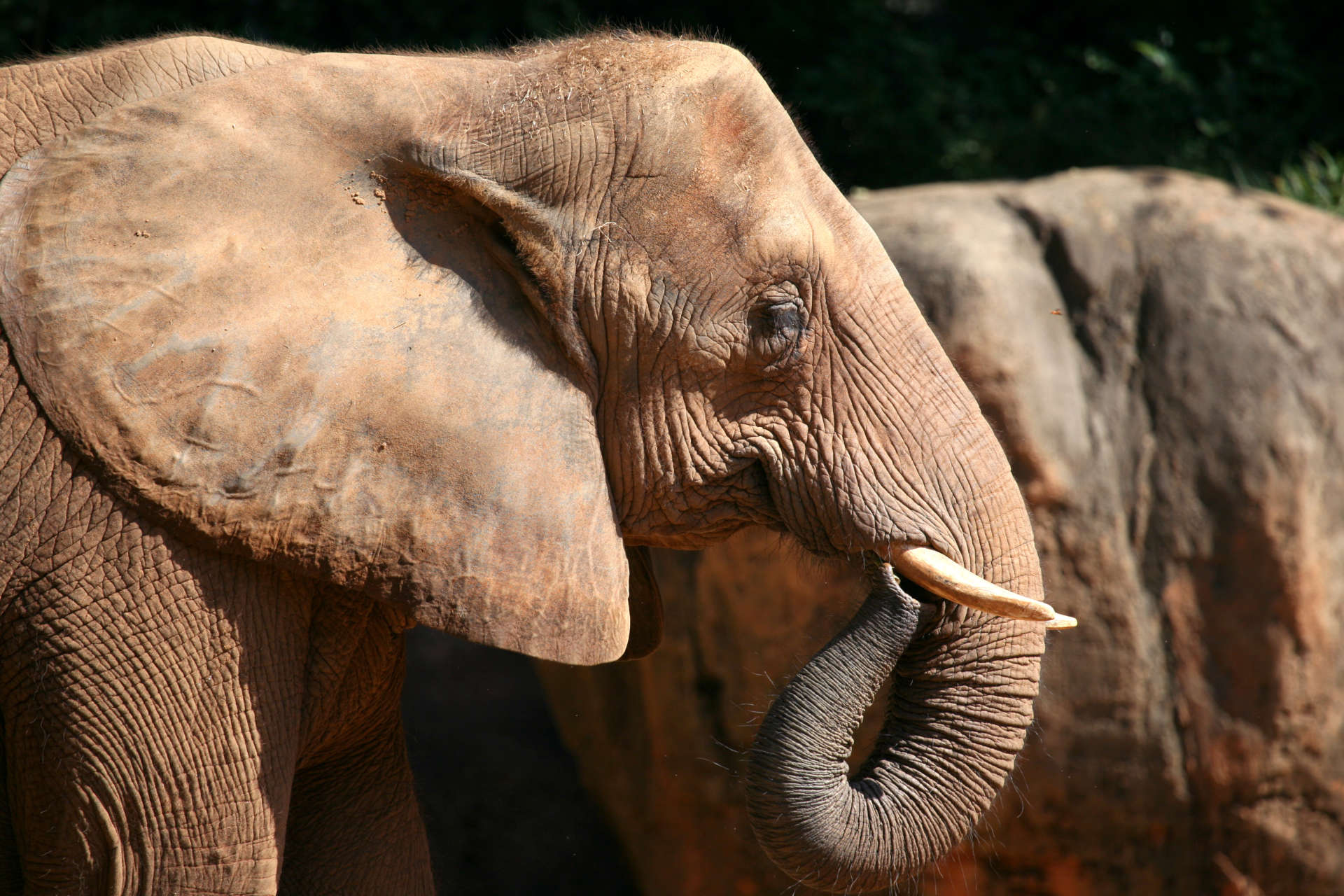 96 Elephants - Zoo Atlanta