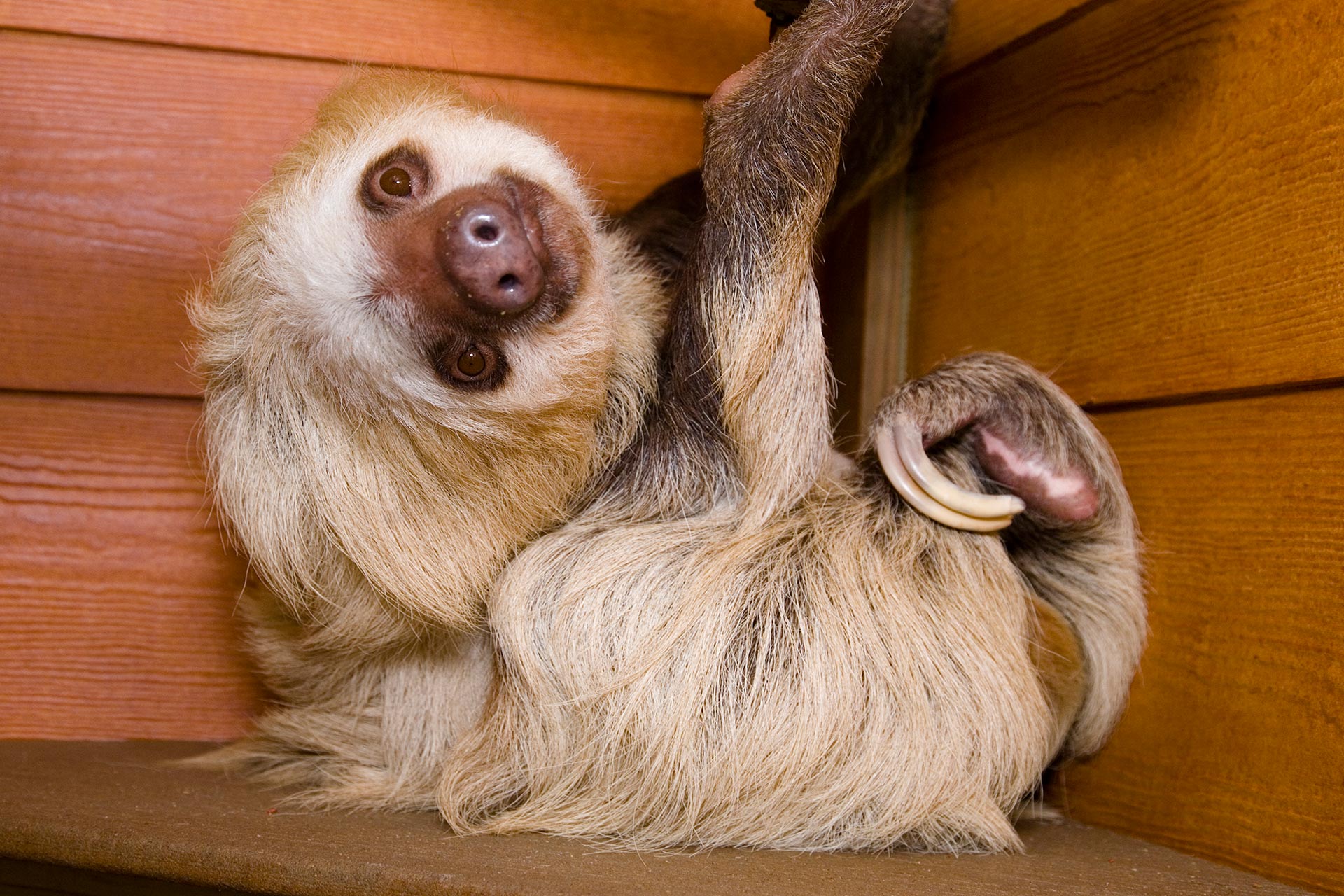 Golden Lion Tamarin and Sloth Talk - Zoo Atlanta
