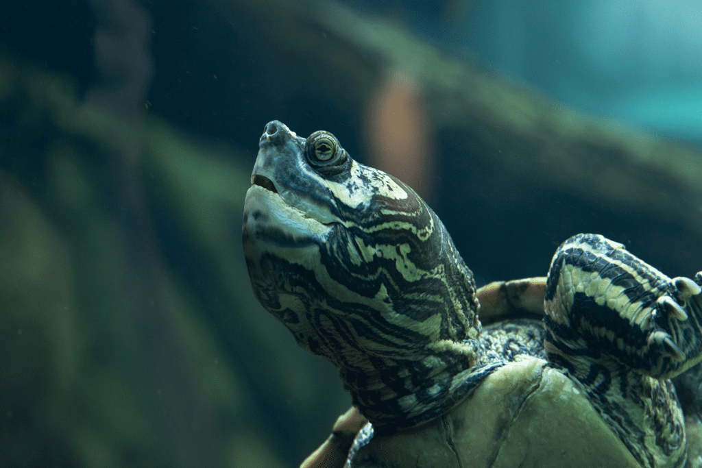 Projects - Zoo Atlanta