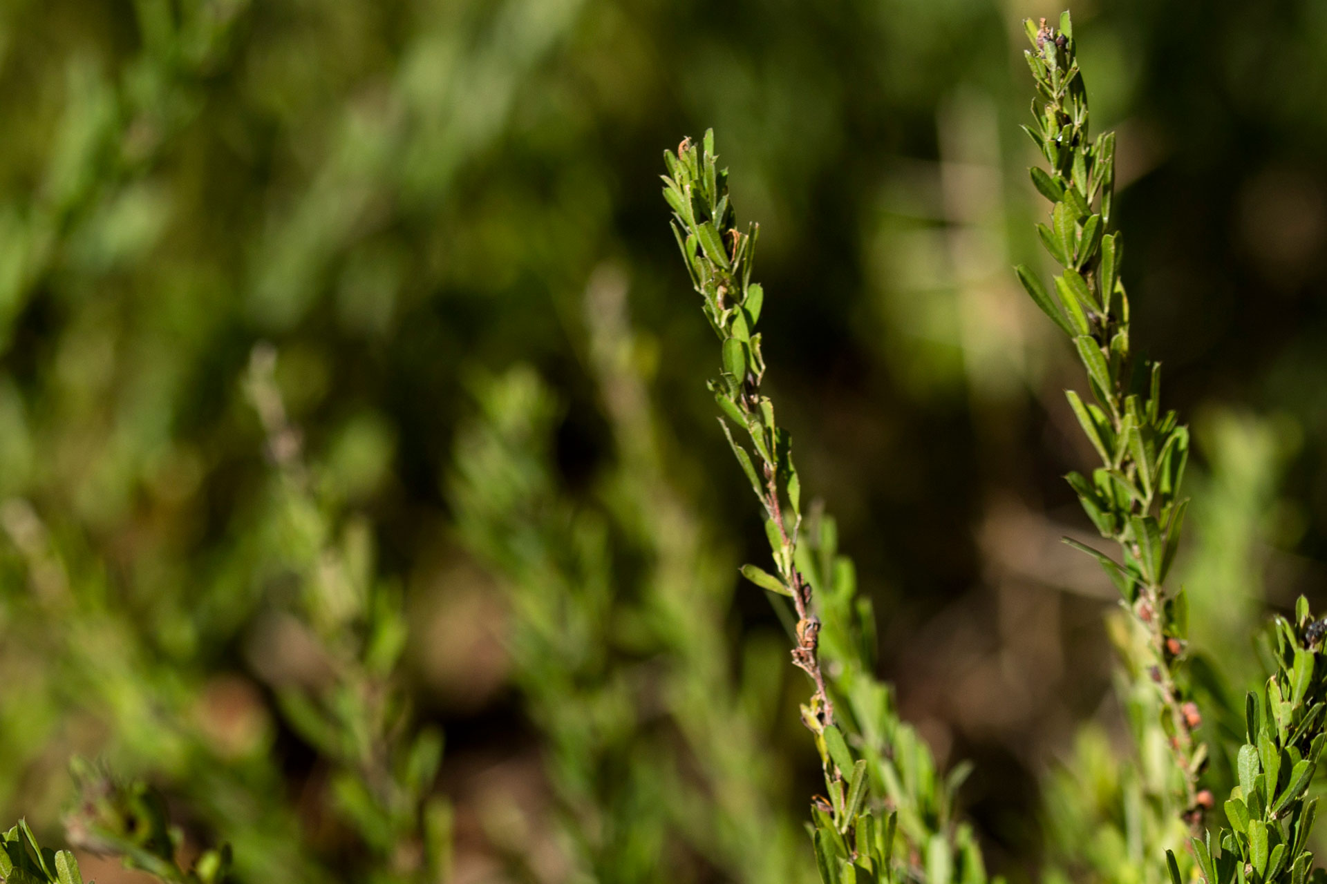 Reduce your carbon footprint - Zoo Atlanta