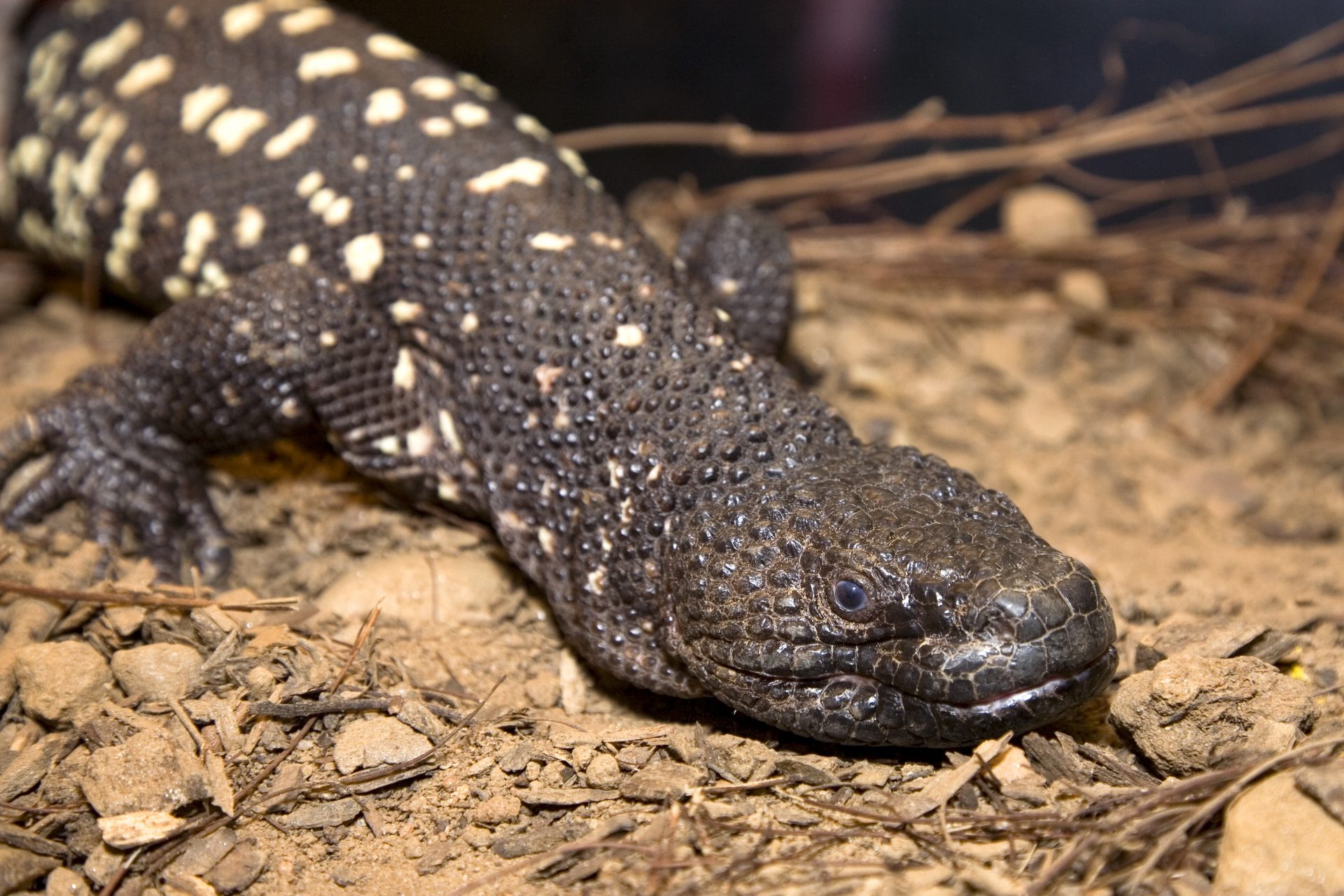 Lizards from Zoo Atlanta will help wild populations - Zoo Atlanta
