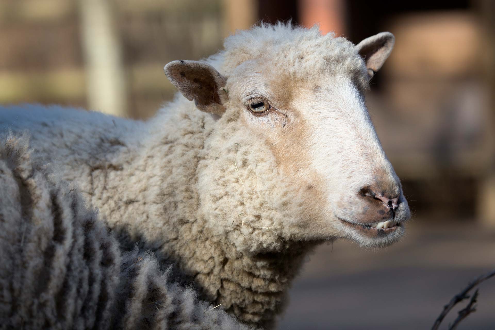 Fiber Animals - Zoo Atlanta