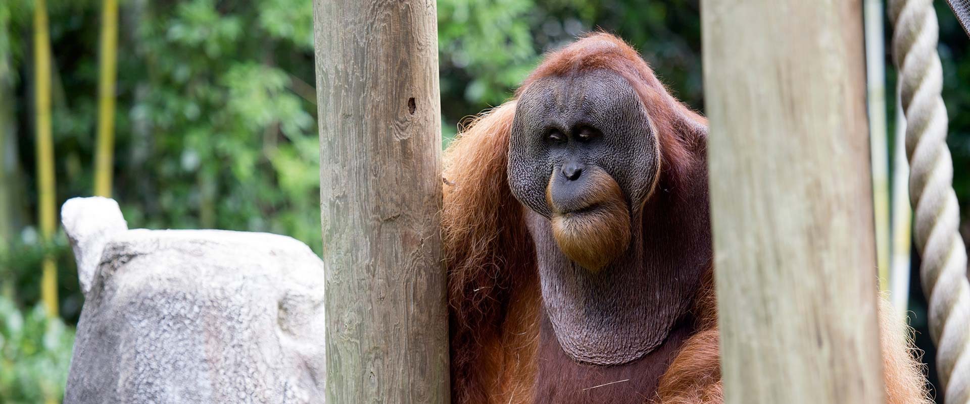 Primate Research - Zoo Atlanta