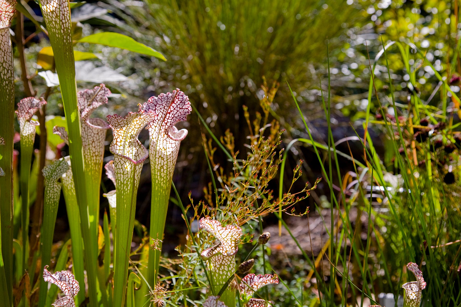 Bog Restoration - Zoo Atlanta