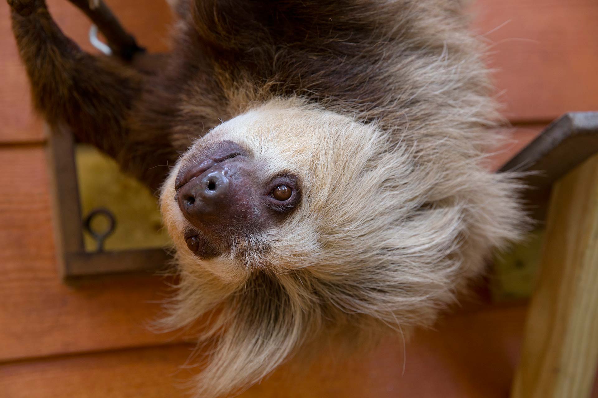 What do nocturnal animals do at night? - Zoo Atlanta