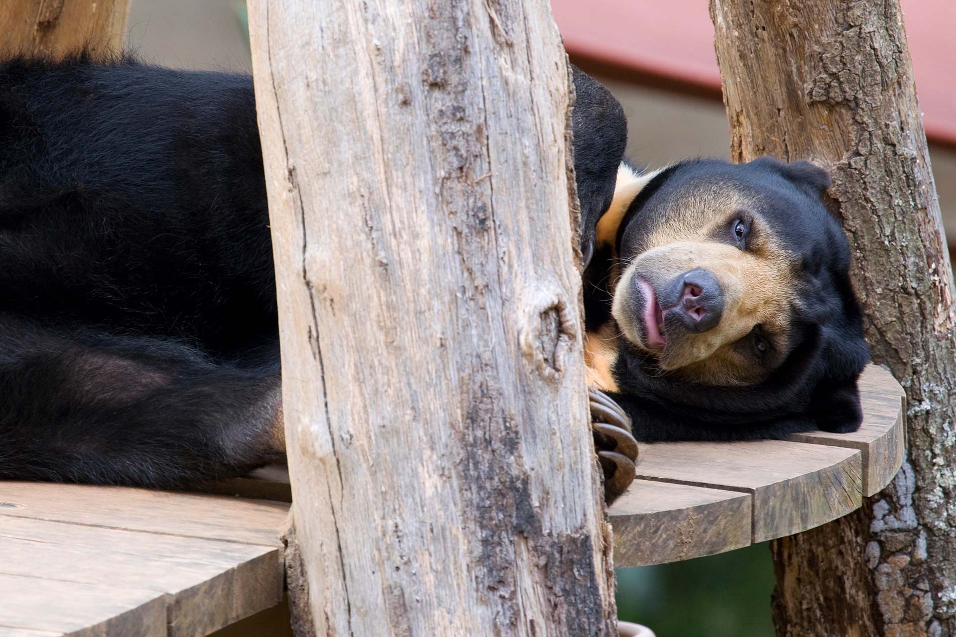 Sun Bear Feeding - Zoo Atlanta