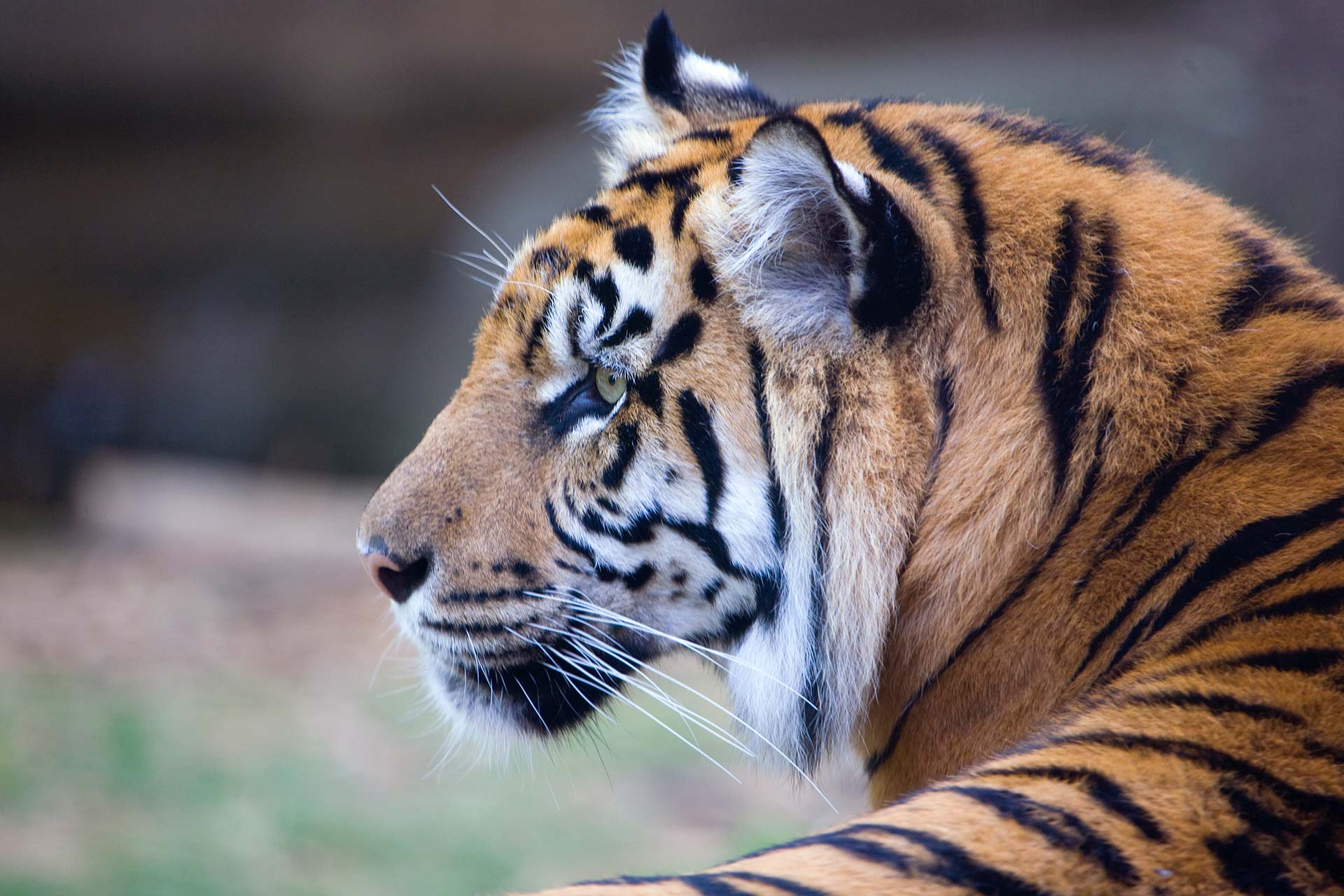 What is an AZA Institution? - Zoo Atlanta