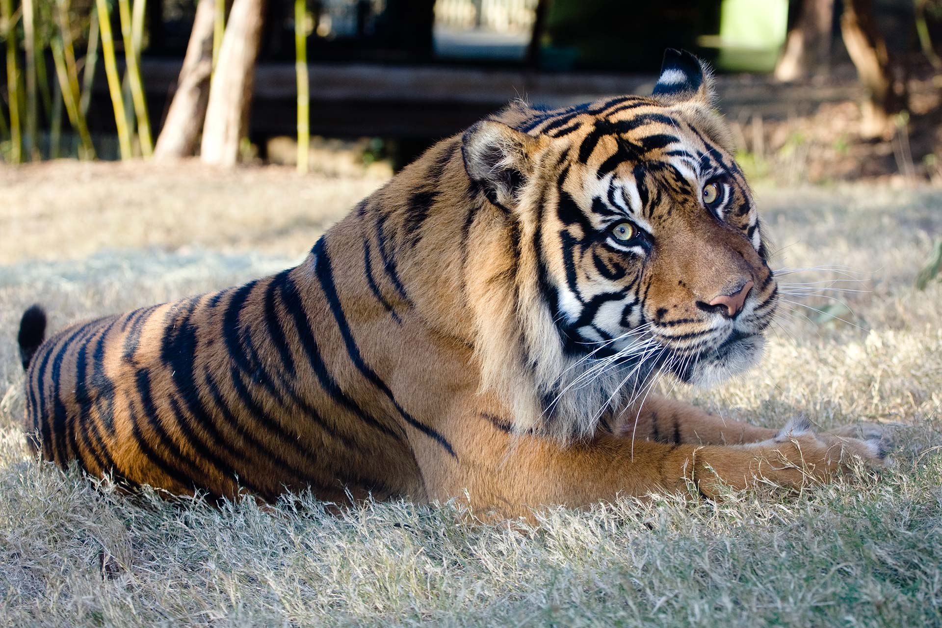 Tiger Keeper Talk - Zoo Atlanta
