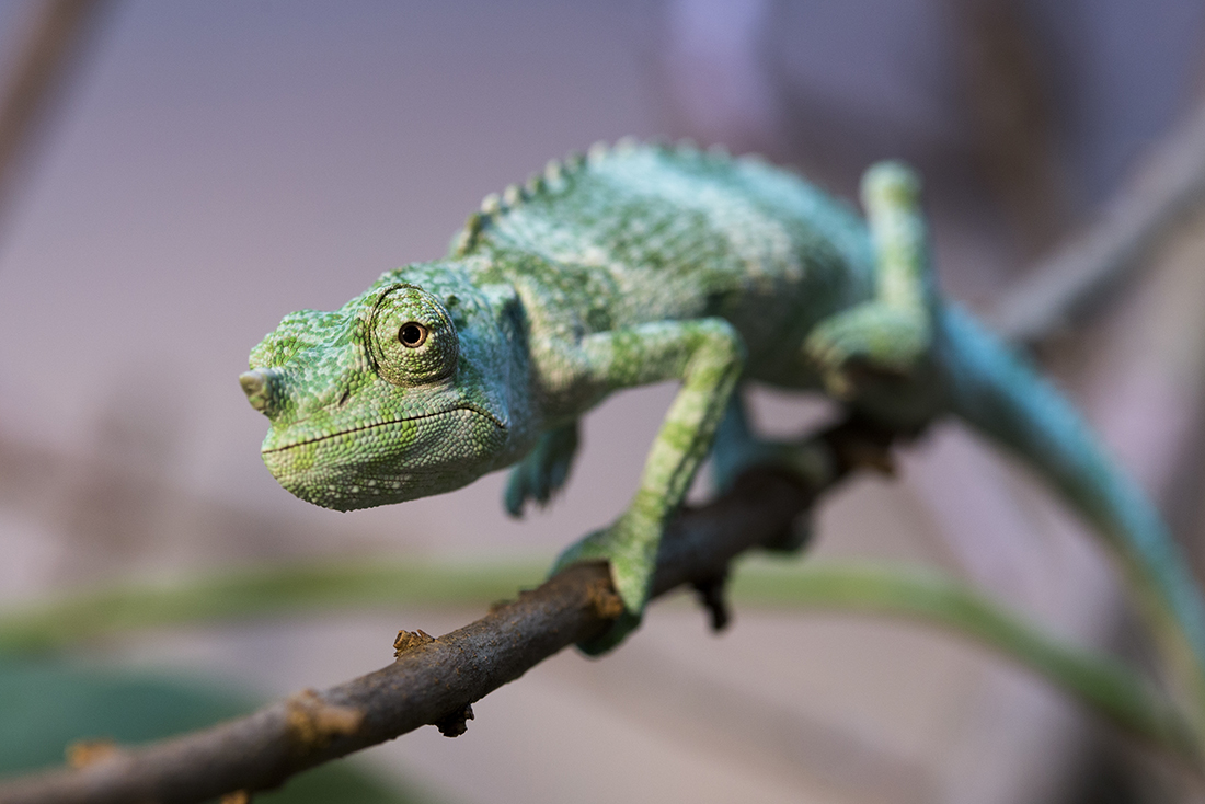 Scaly Slimy Spectacular - Zoo Atlanta
