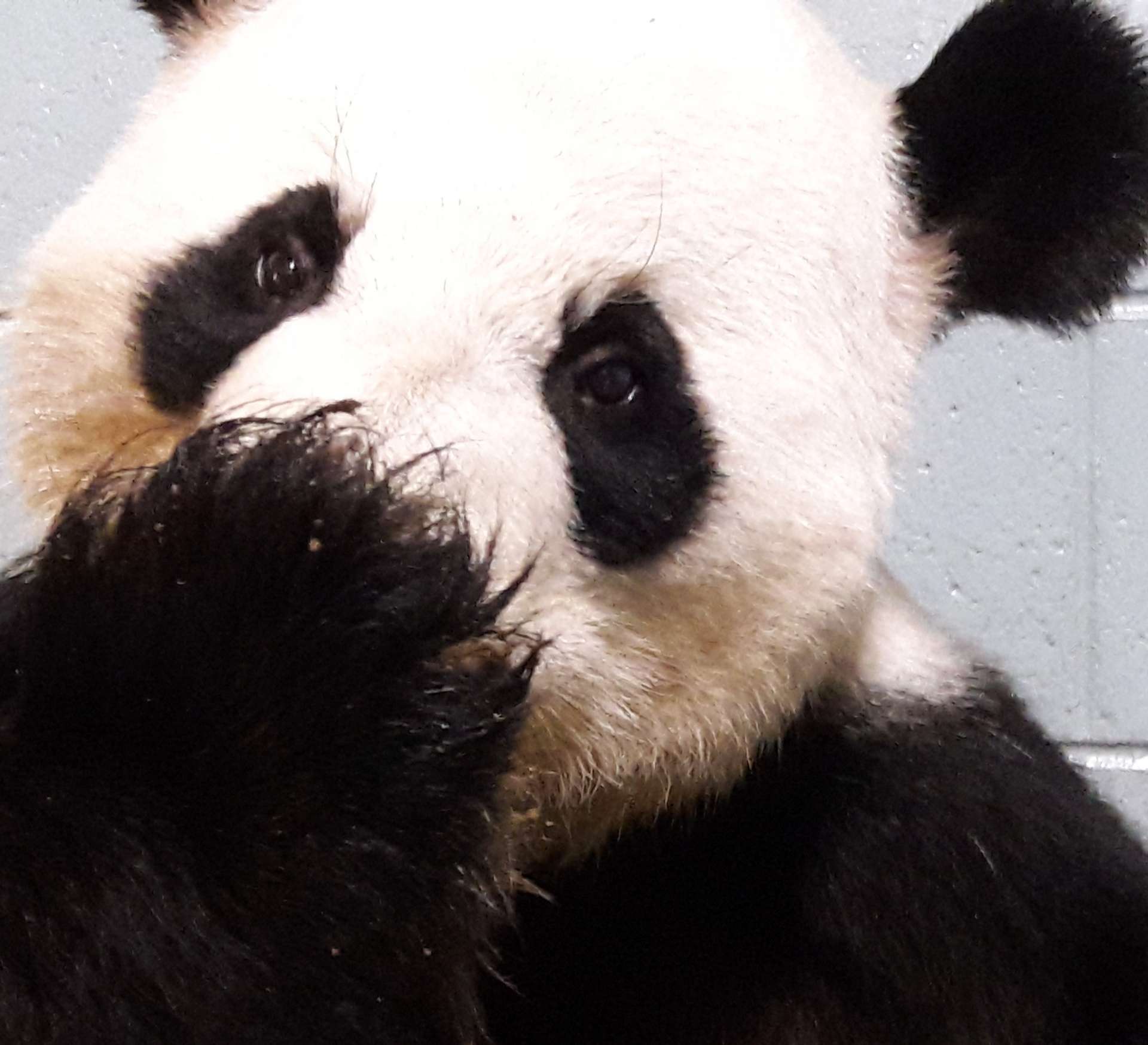 Panda Updates - Friday, July 13 - Zoo Atlanta