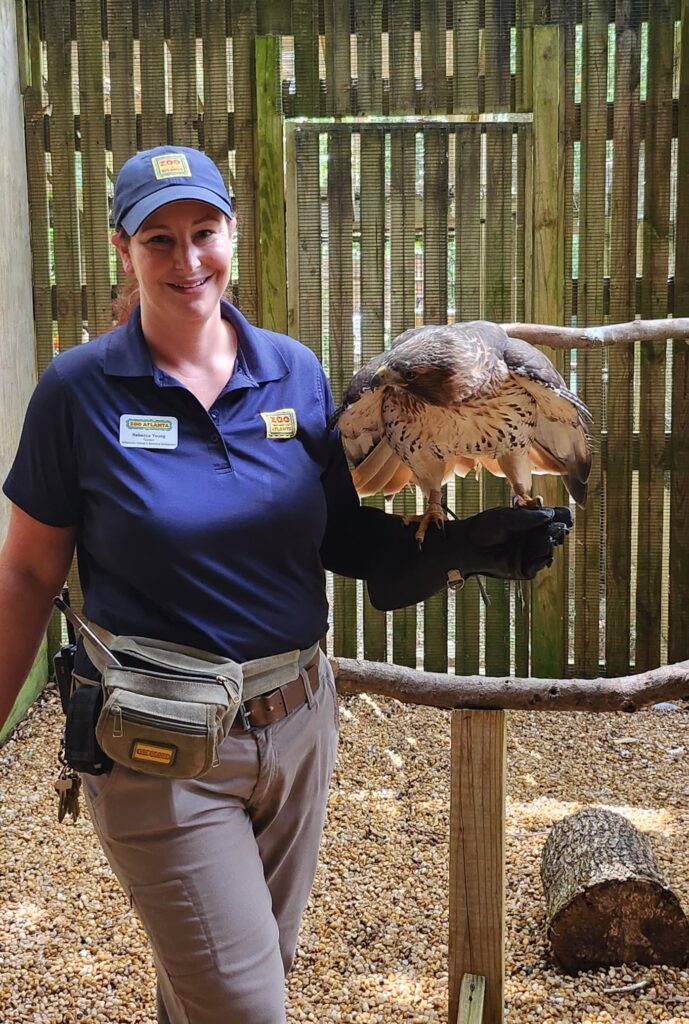Step by step with Rose the red-tailed hawk - Zoo Atlanta