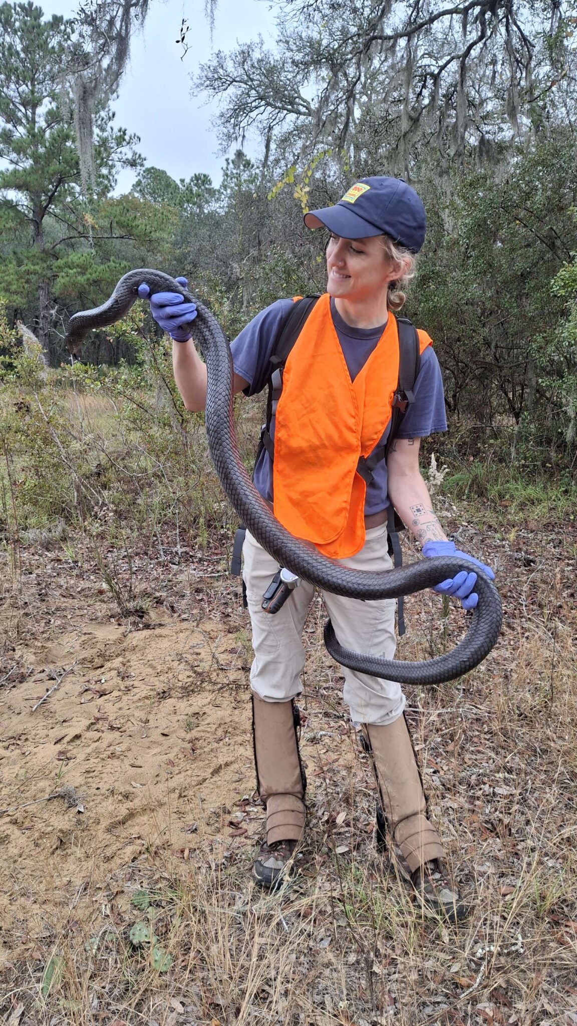 Surveying eastern indigo snake habitats - Zoo Atlanta