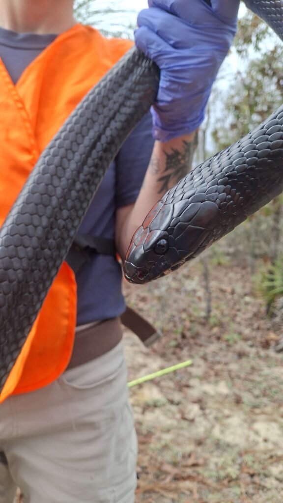 Surveying eastern indigo snake habitats - Zoo Atlanta