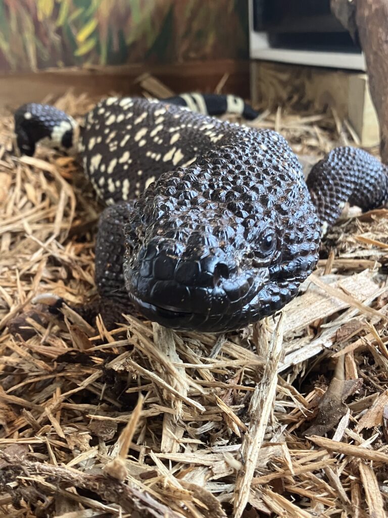 Audiolocalization in Guatemalan beaded lizards - Zoo Atlanta