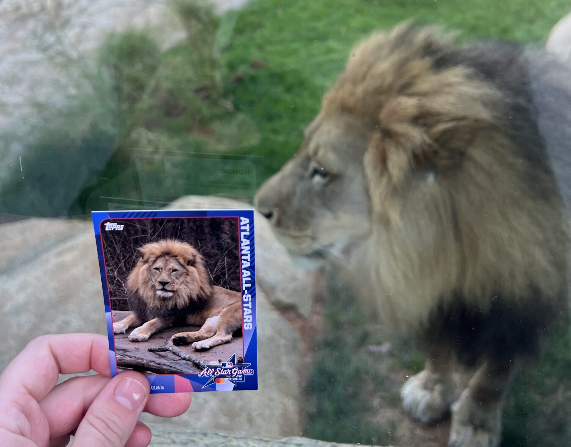 ZOO ATLANTA TEAMS UP WITH ATLANTA BRAVES ON ANIMAL ALL-STAR TRADING ...