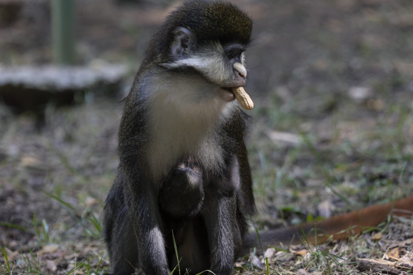 SCHMIDT’S GUENON BORN AT ZOO ATLANTA - Zoo Atlanta
