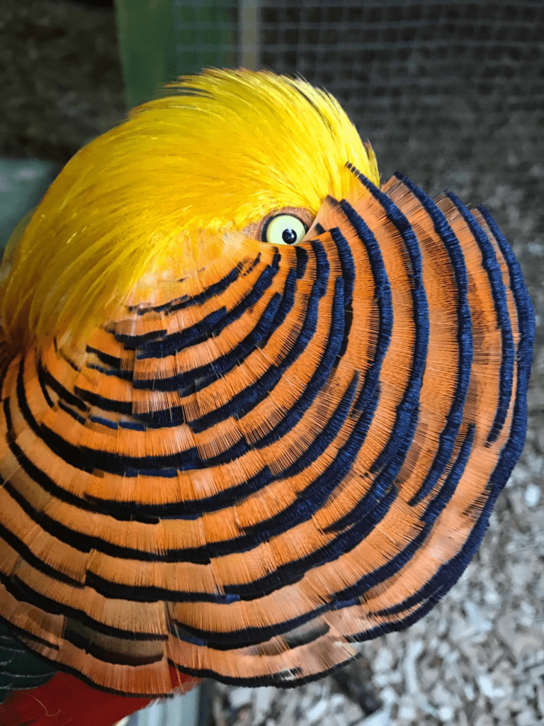 What does it mean when birds molt? - Zoo Atlanta What does it mean when birds molt? - Zoo Atlanta