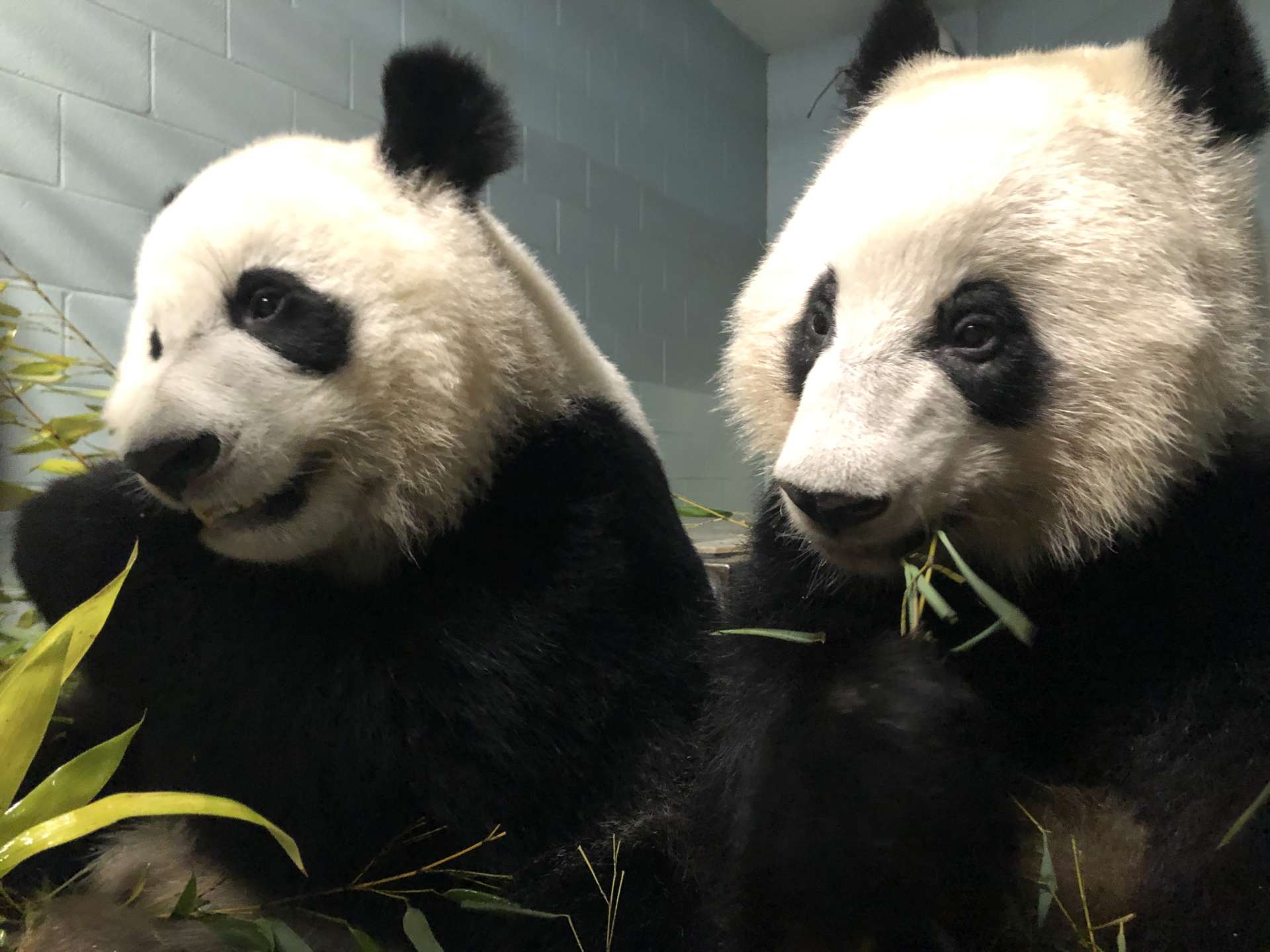 Panda Updates - Monday, November 9 - Zoo Atlanta
