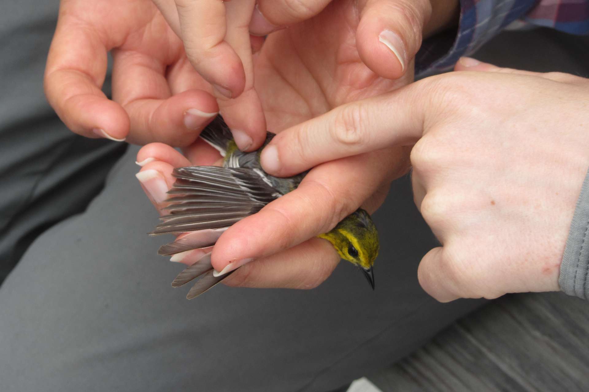 Learning more about bird banding - Zoo Atlanta