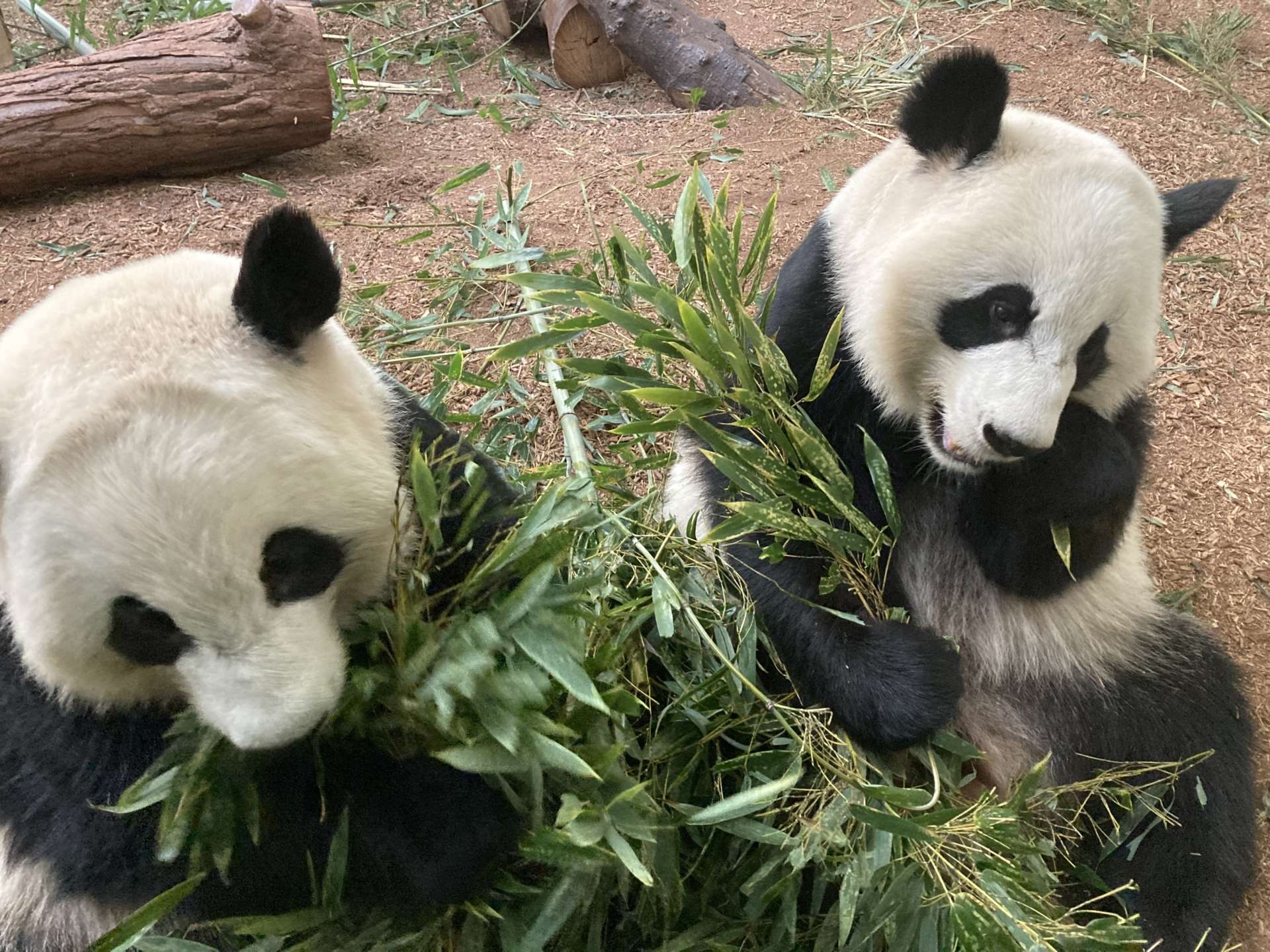 Panda Updates- Wednesday, August 3 - Zoo Atlanta