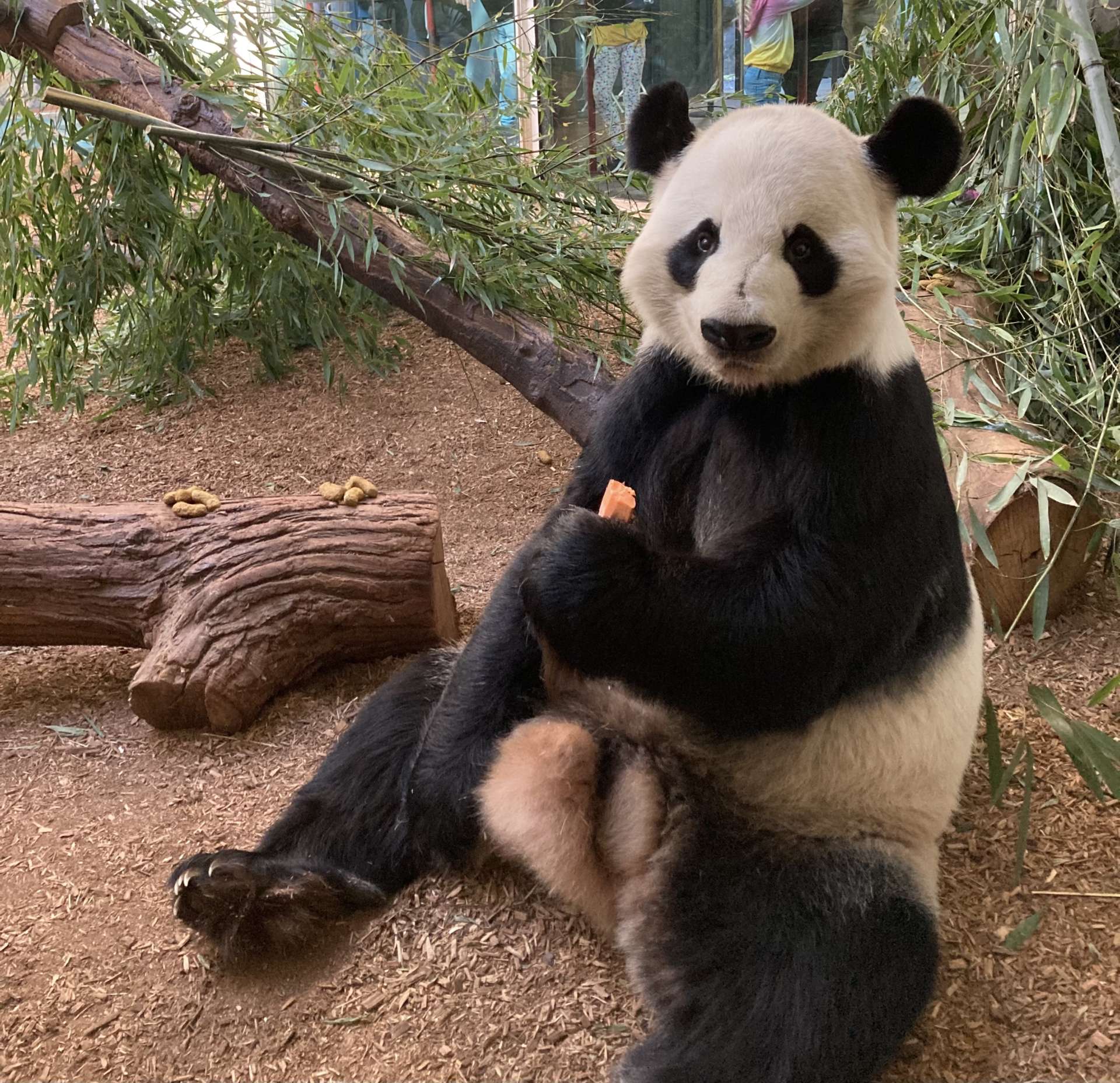 Panda Updates - Monday, February 7 - Zoo Atlanta