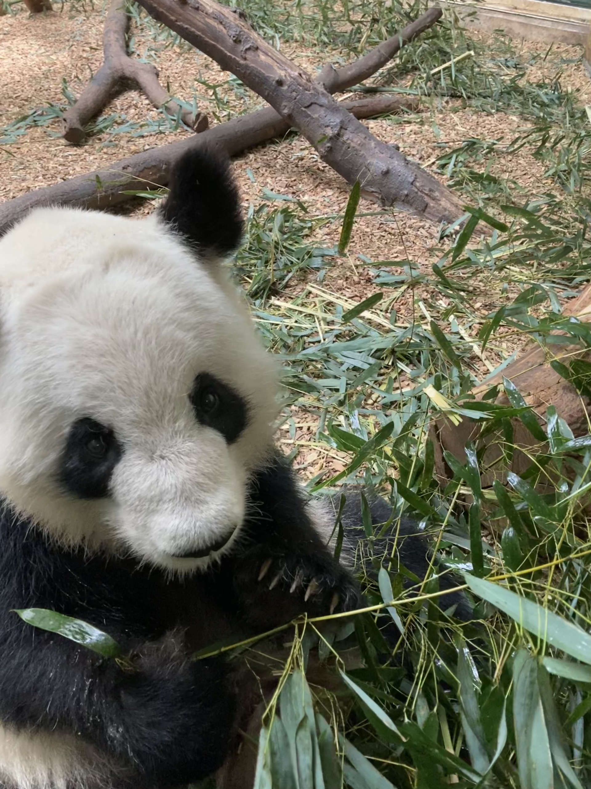 Panda Updates- Monday, May 9 | Zoo Atlanta