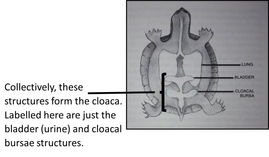 TURTLES CAN DO WHAT?! - Zoo Atlanta