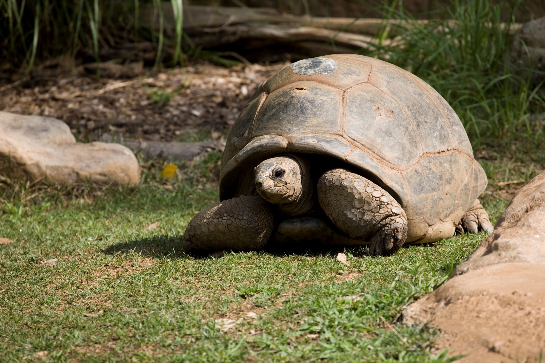 Remembering Patches - Zoo Atlanta