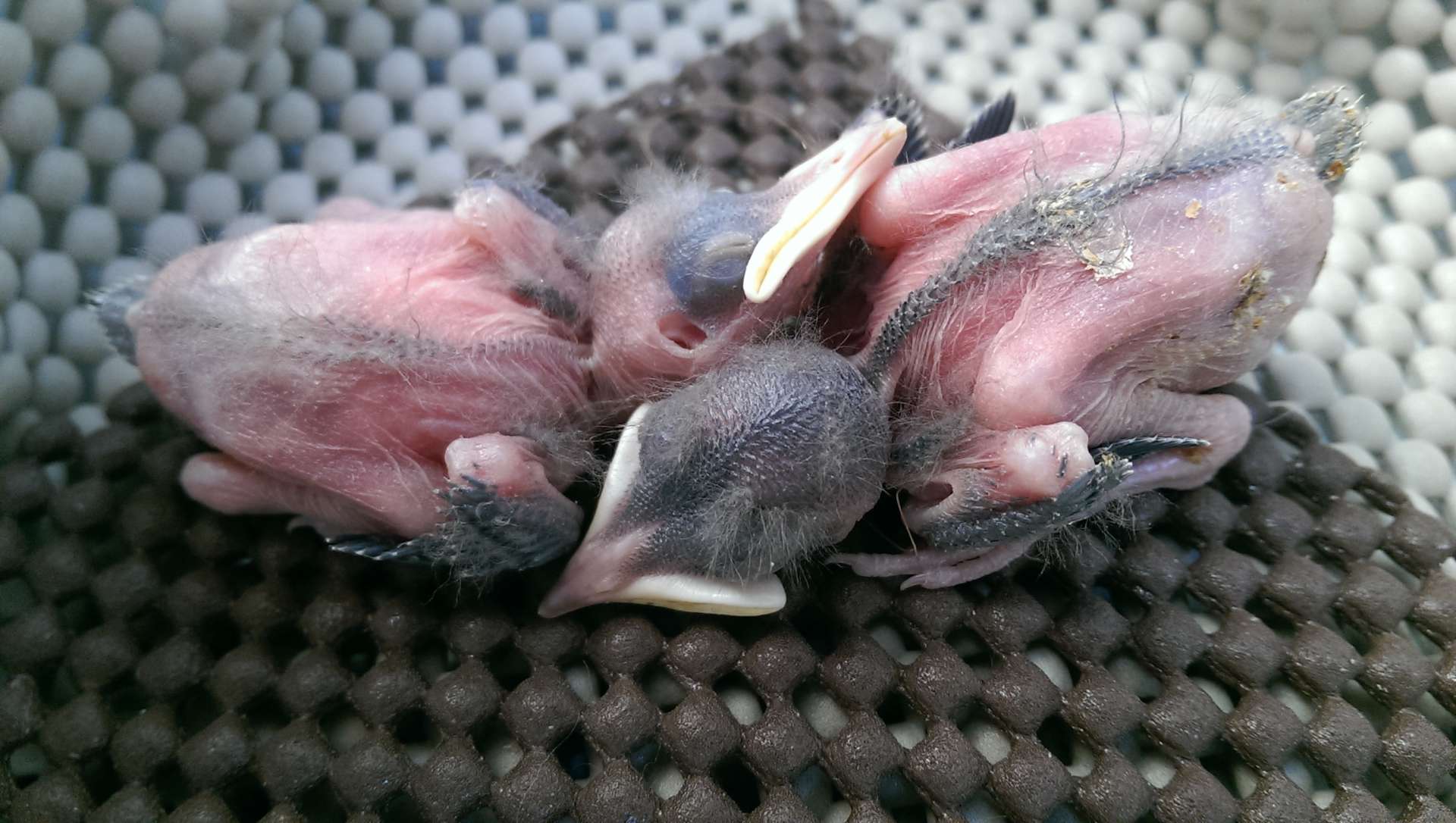 Bird Breeding Season: Chicks - Zoo Atlanta