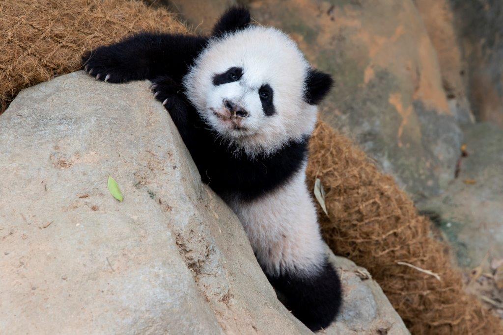Panda Updates - Monday, April 12 - Zoo Atlanta