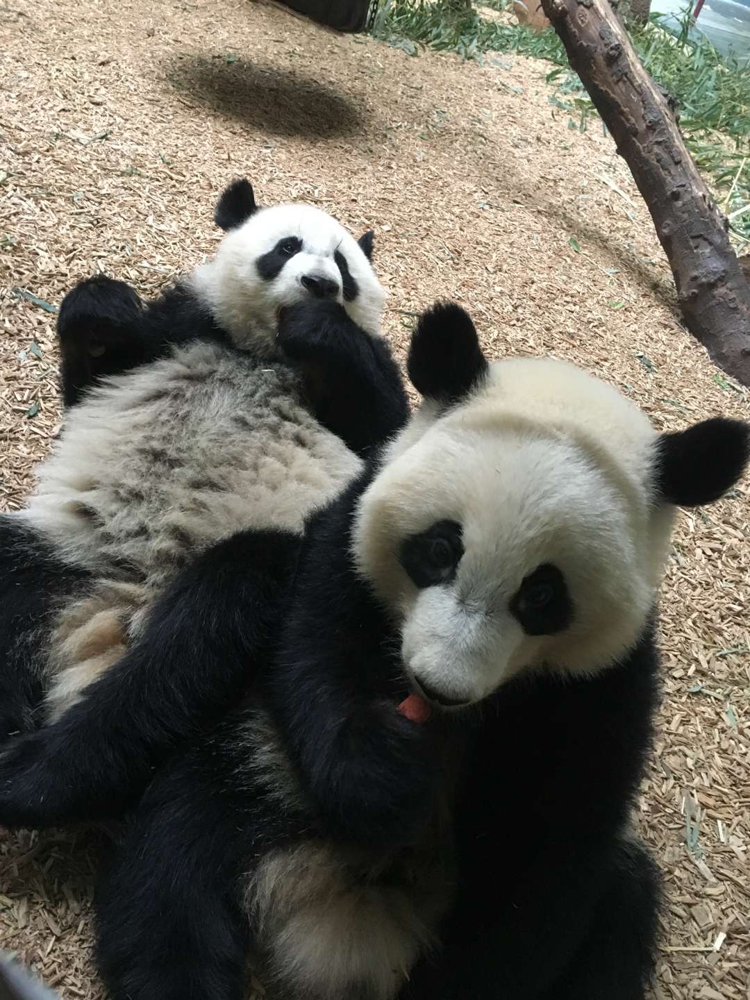 Panda Updates - Monday, April 16 - Zoo Atlanta