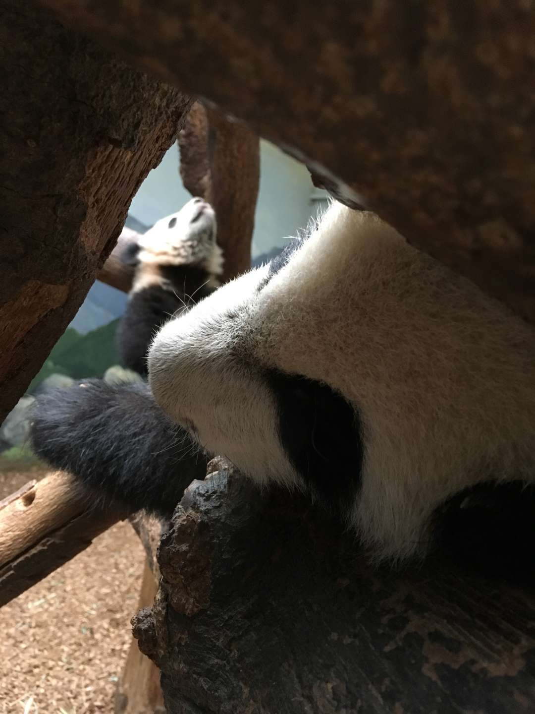 Panda Updates - Friday, April 21 - Zoo Atlanta