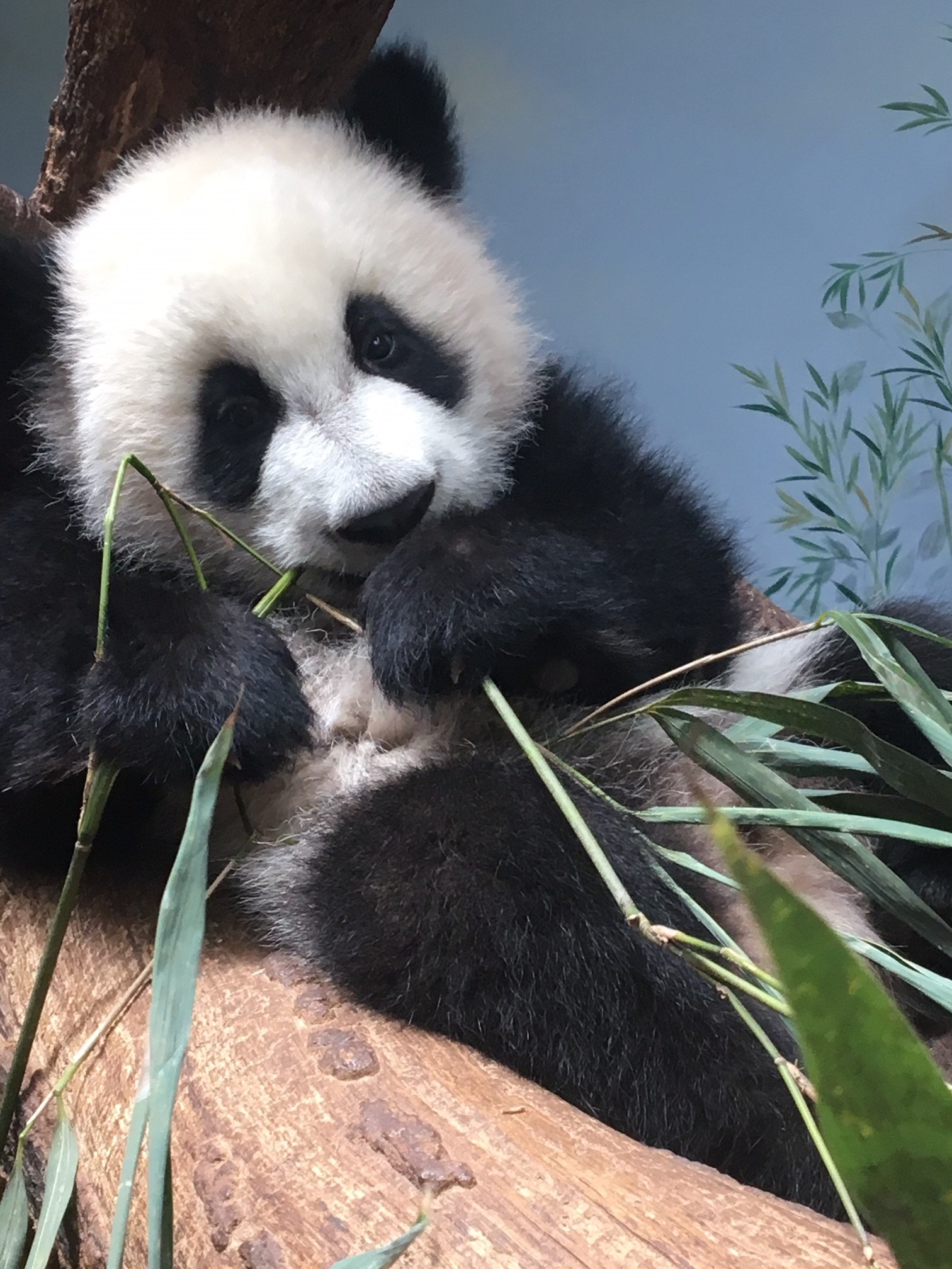 Panda Updates - Monday, April 21 | Zoo Atlanta