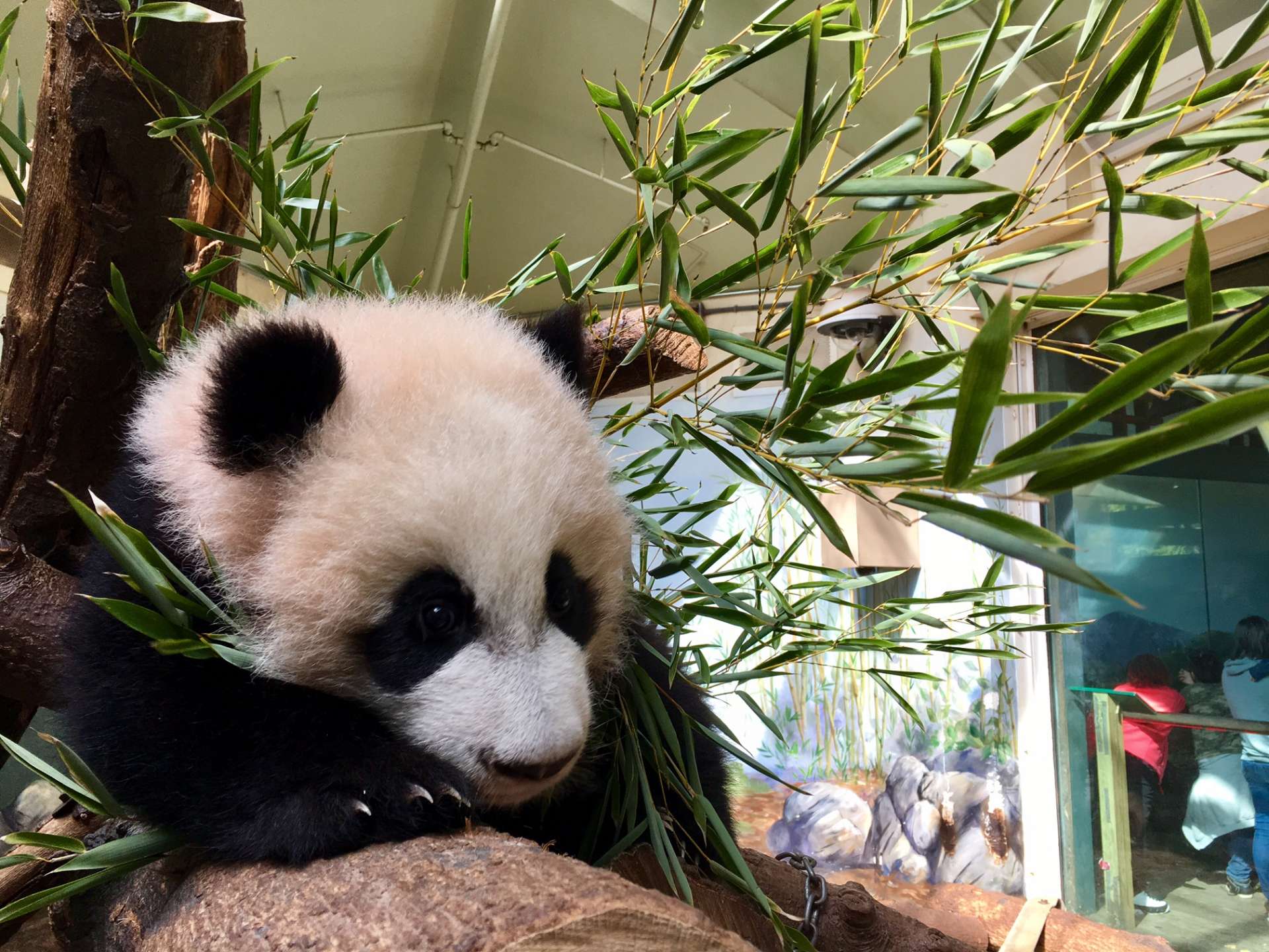 Panda Updates - Monday, April 3 - Zoo Atlanta