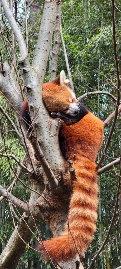 Panda Updates - Friday, April 9 - Zoo Atlanta