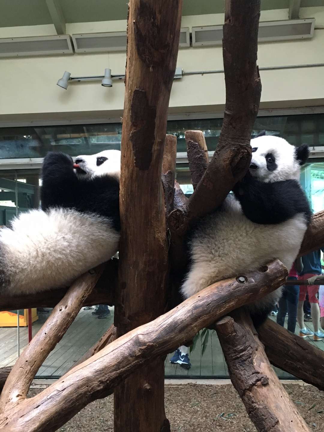 Panda Updates - Monday, August 14 - Zoo Atlanta