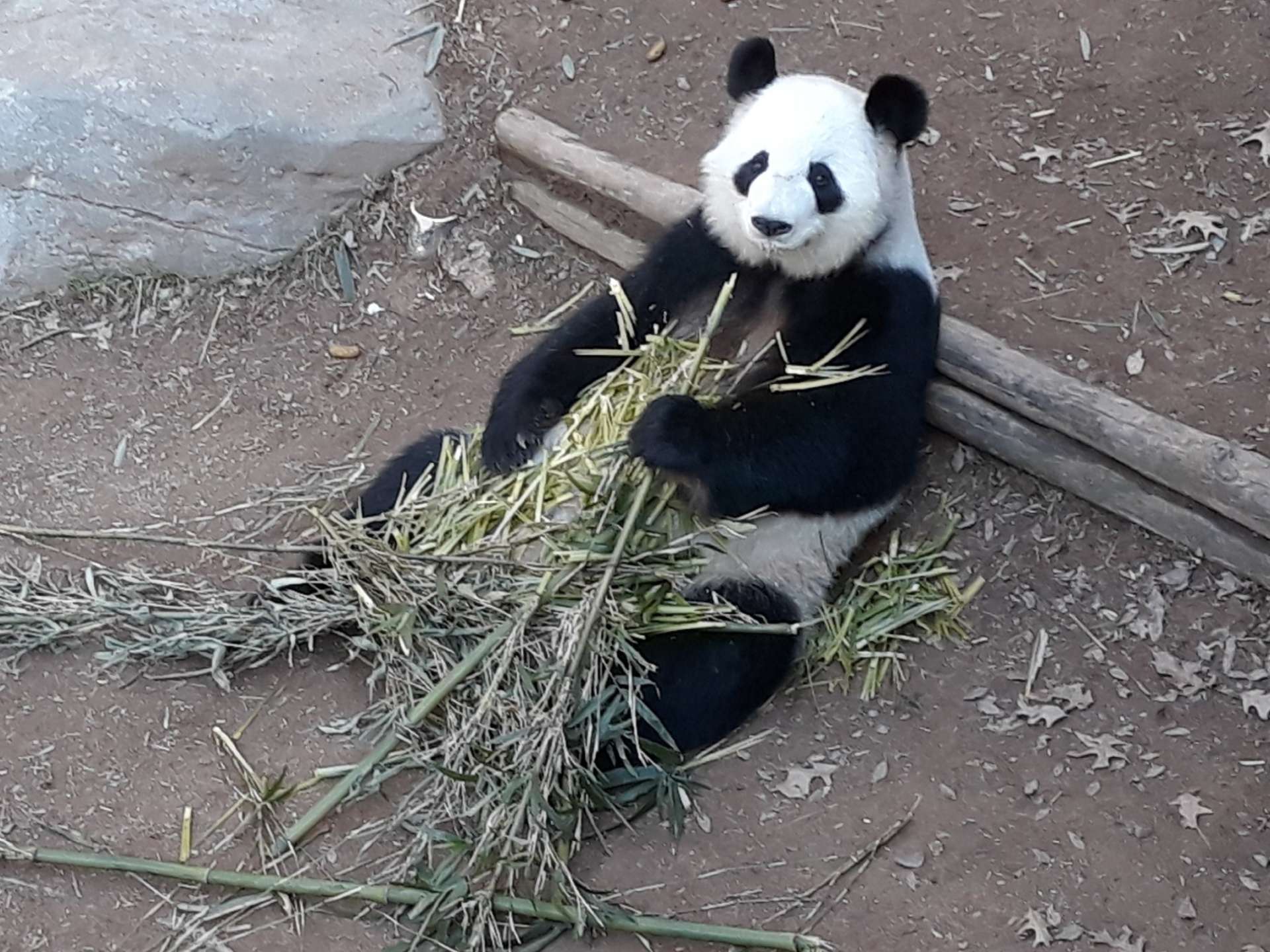 Panda Updates - Monday, August 17 - Zoo Atlanta
