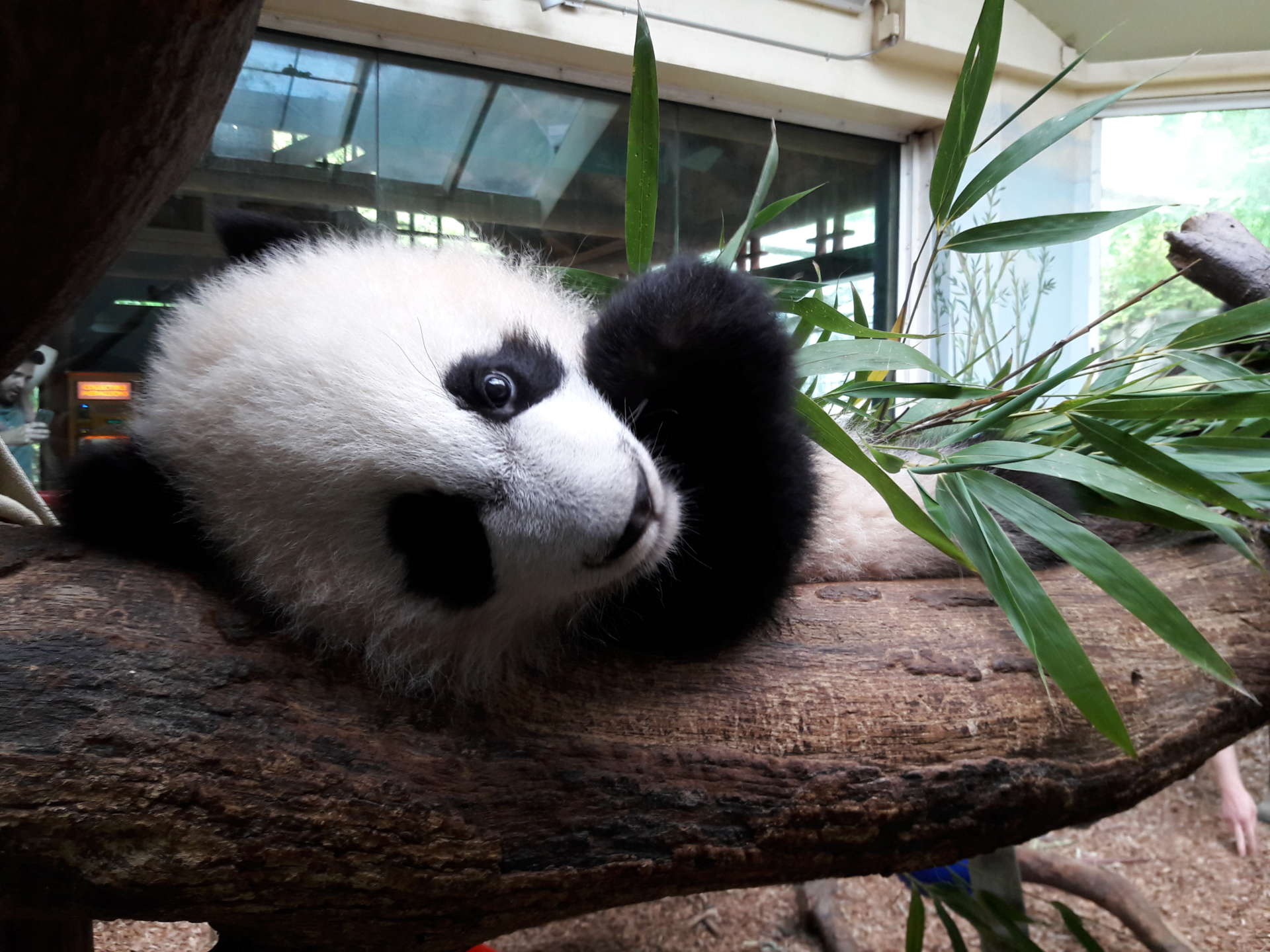 Panda Updates - Wednesday, August 18 - Zoo Atlanta