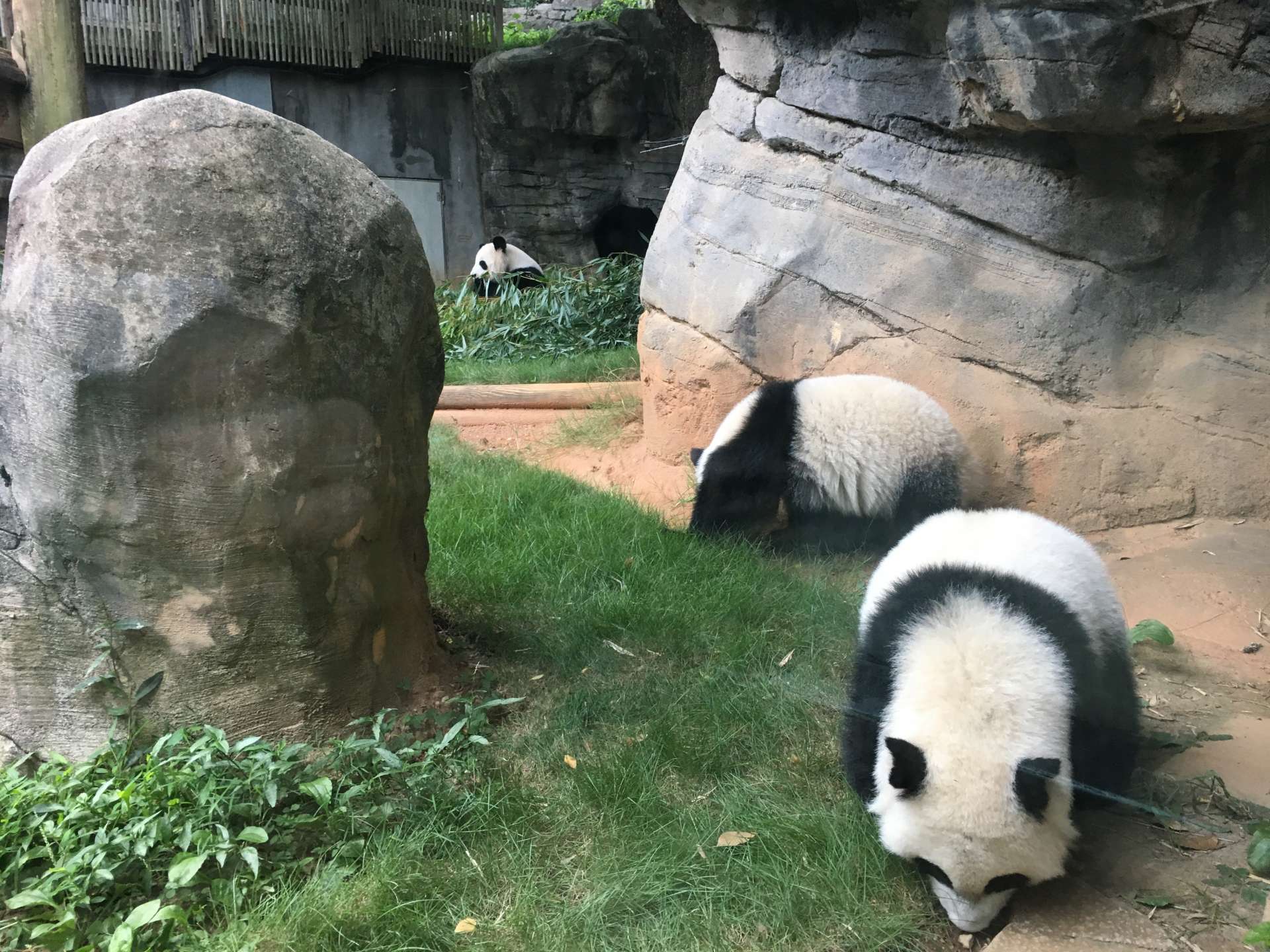 Panda Updates - Wednesday, August 30 - Zoo Atlanta