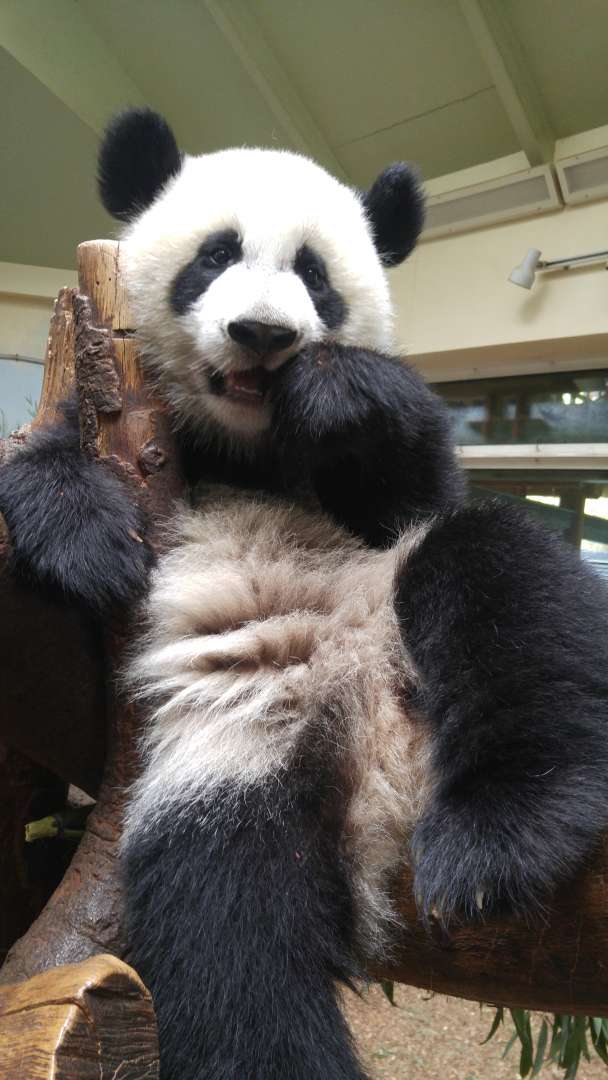 Panda Updates - Wednesday, August 9 - Zoo Atlanta