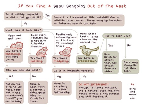 Little Beaks, Big Hearts: A Guide to Caring for Baby Birds - Zoo Atlanta