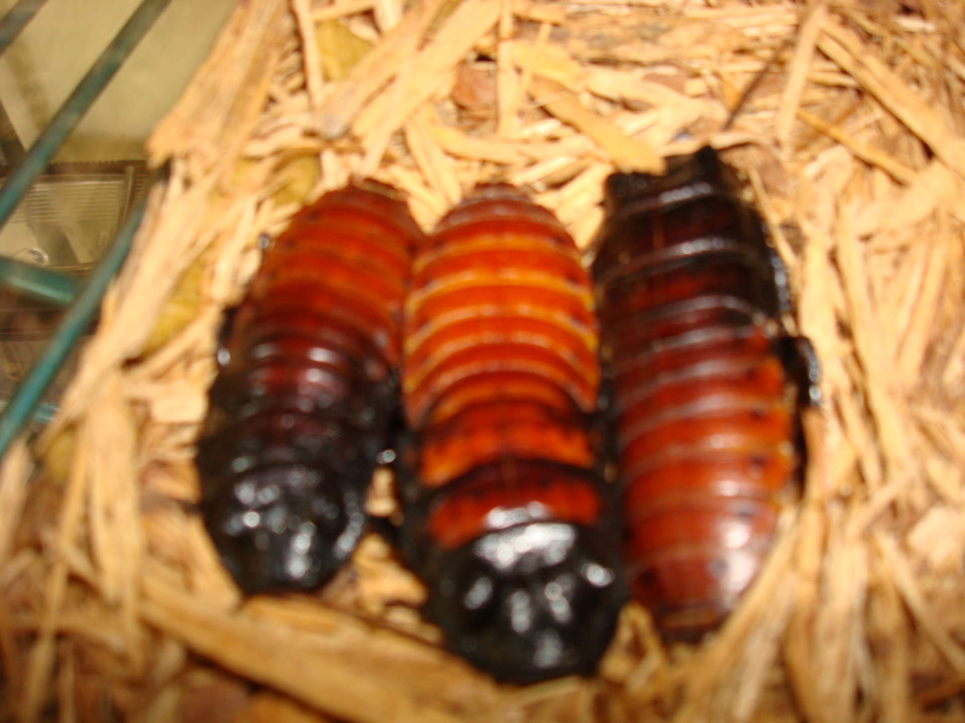 Who’s calling who creepy? - Zoo Atlanta