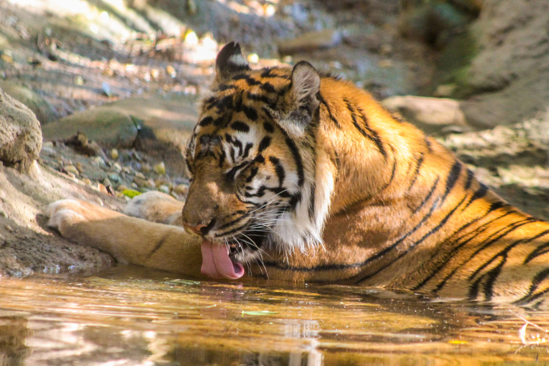 Appreciating big cats … from a distance - Zoo Atlanta