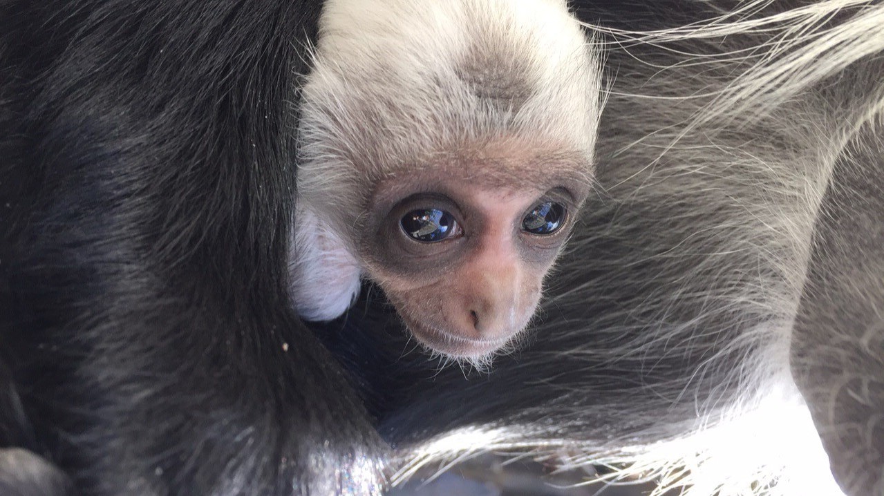 Why are Angolan colobus infants white? - Zoo Atlanta