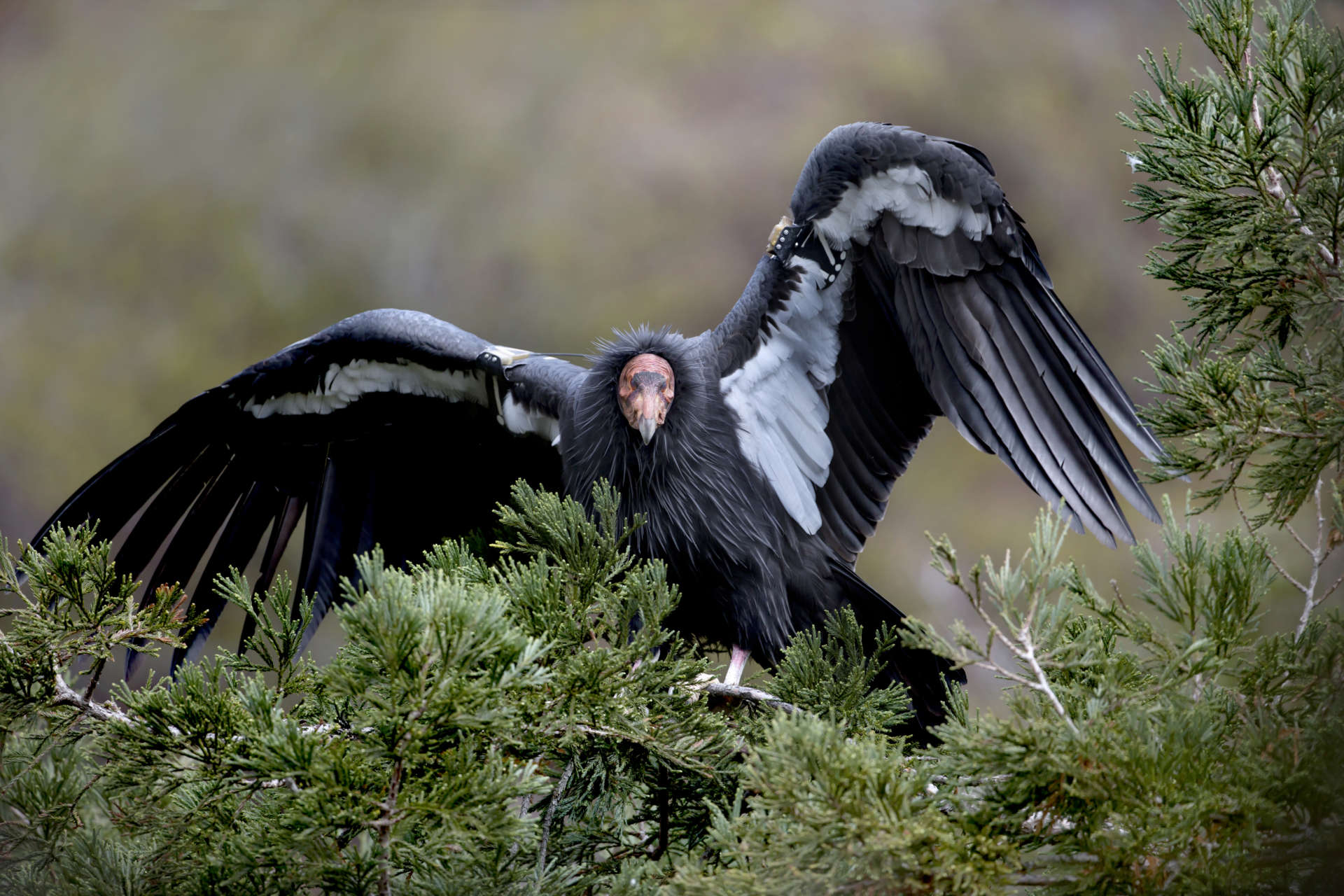 Parthenogenesis in California condors - Zoo Atlanta