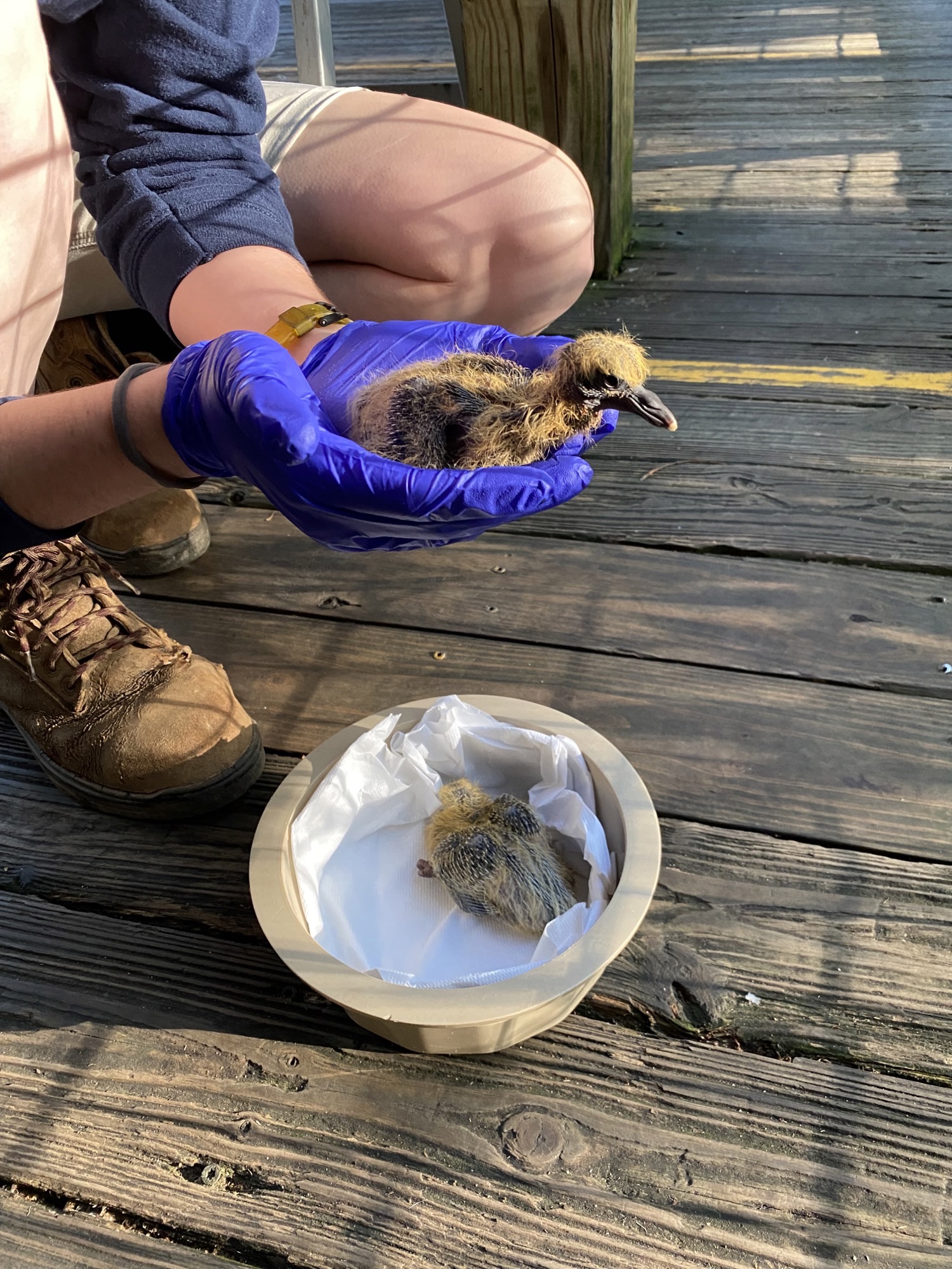 Bird Breeding Season: Chicks - Zoo Atlanta