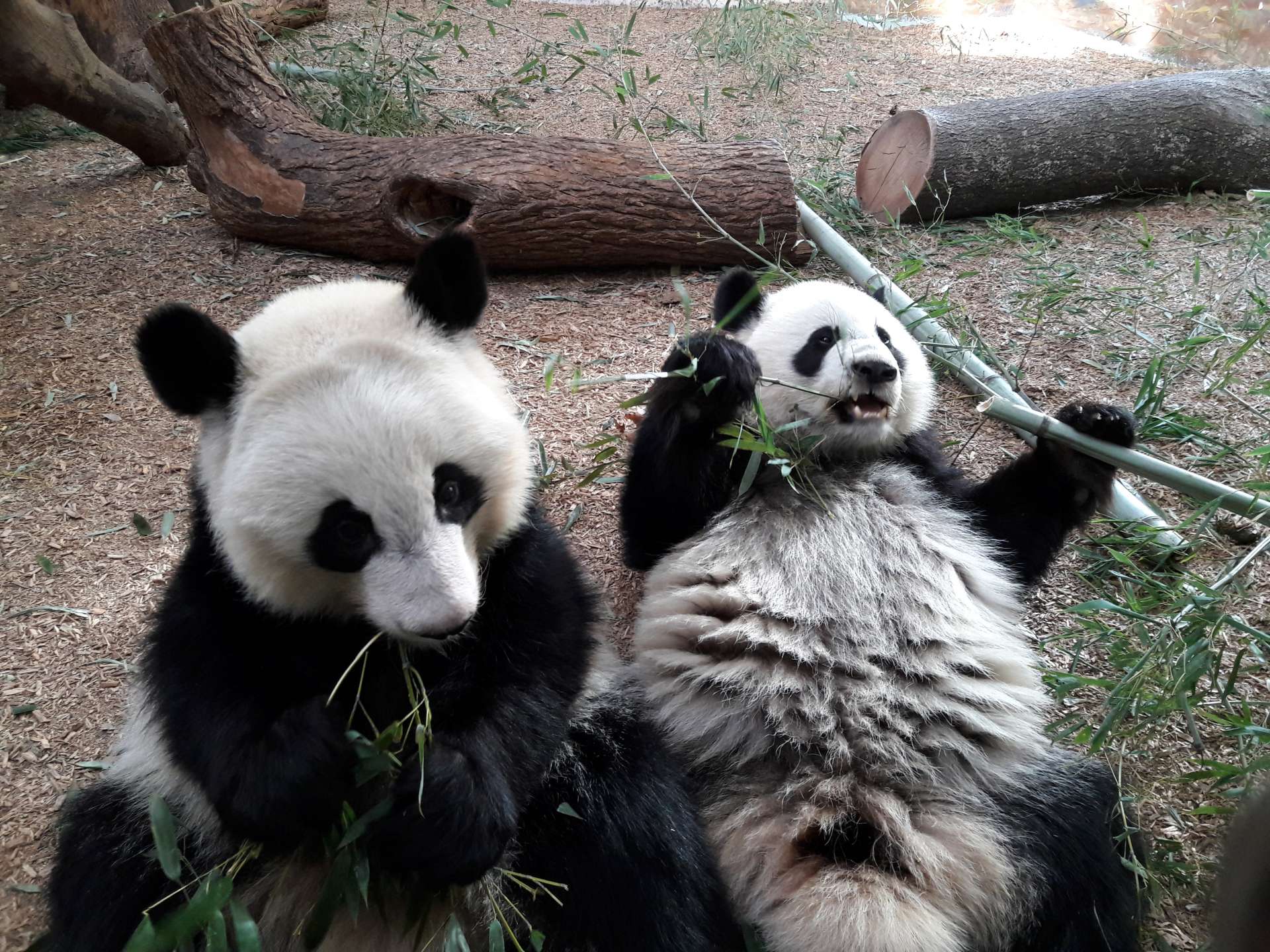 Panda Updates - Monday, December 10 - Zoo Atlanta