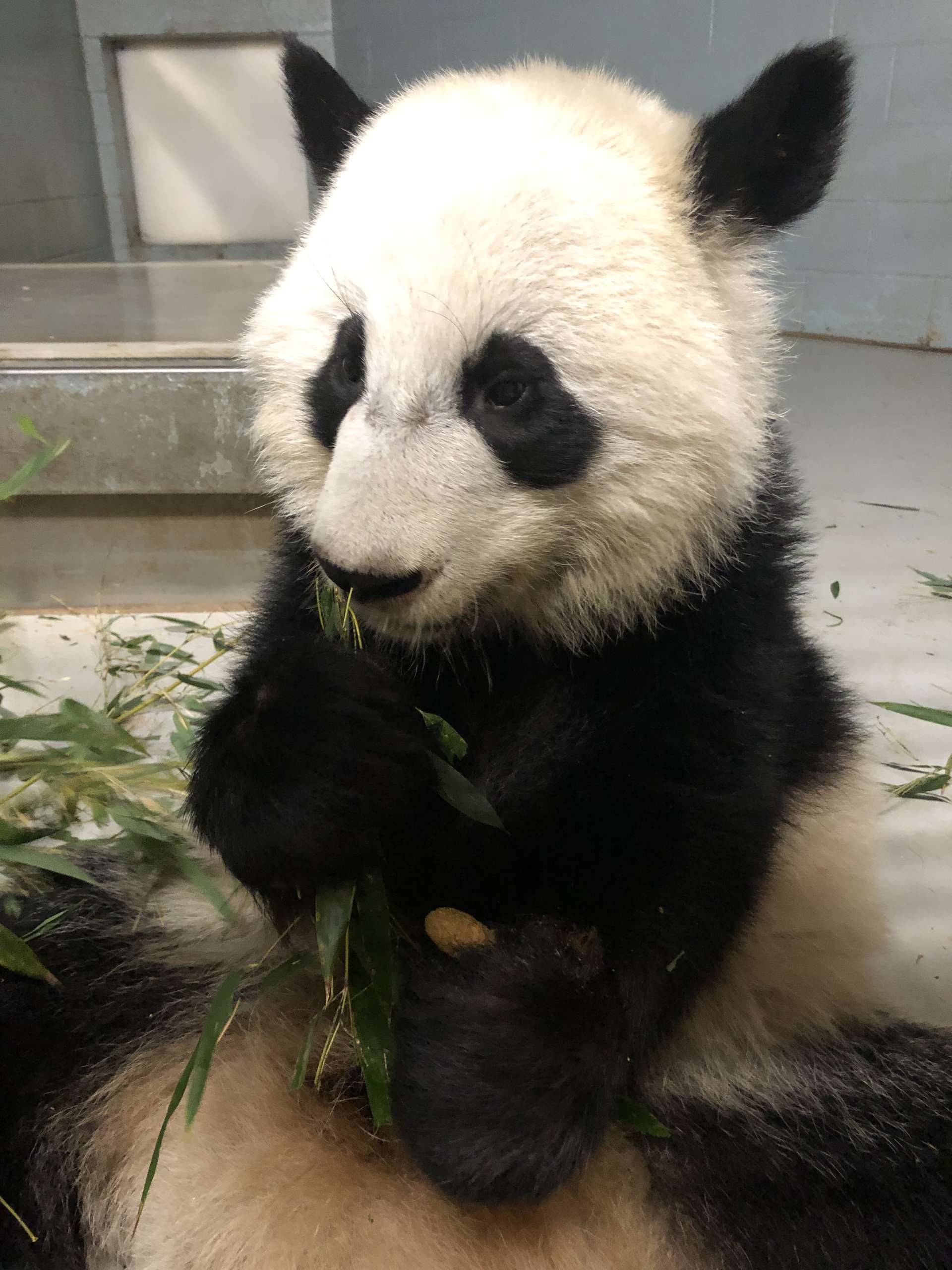 Panda Updates - Monday, December 17 | Zoo Atlanta